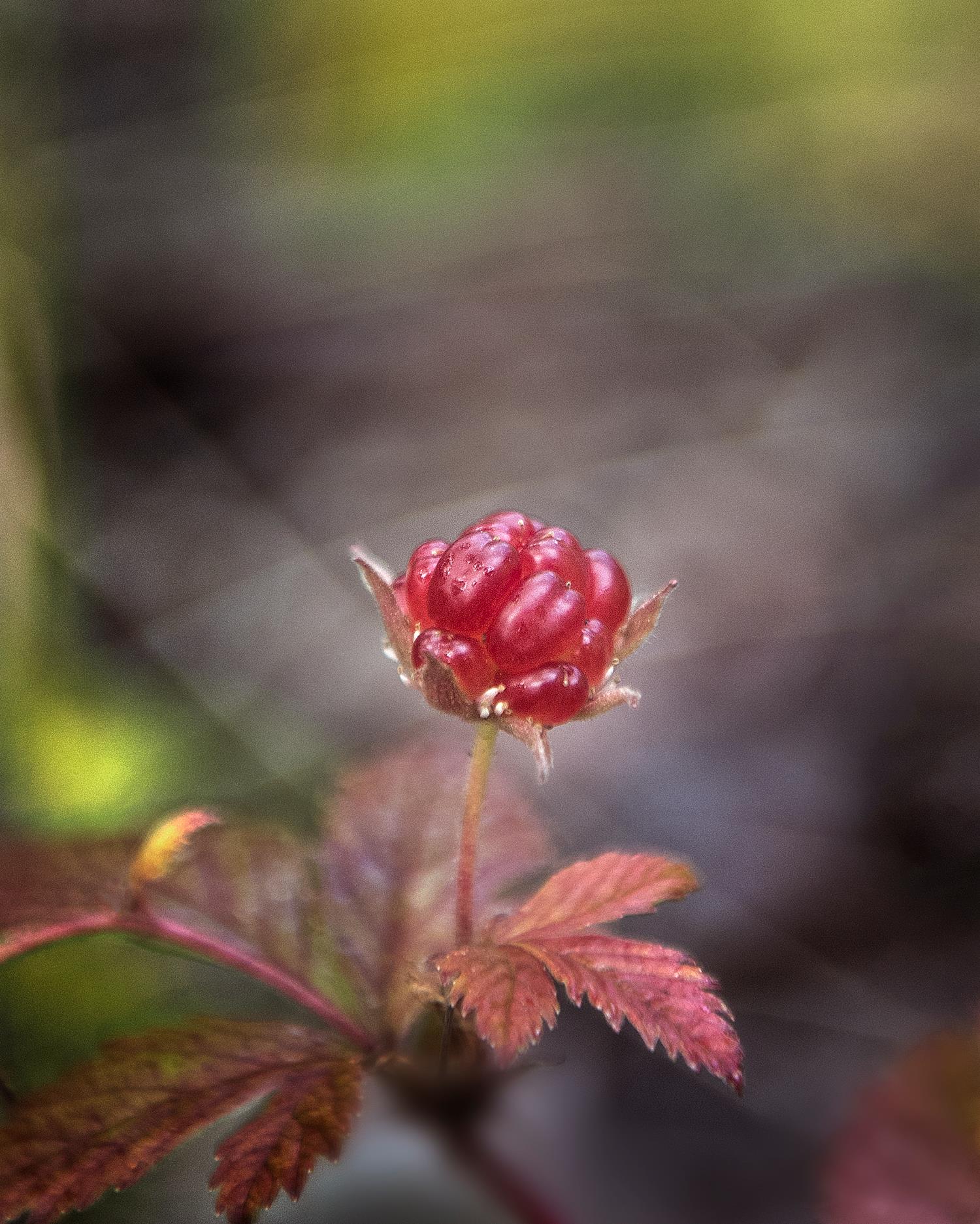 Go berry picking in Luleå